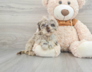 Mini Portidoodle Pictures, Size +MORE | Premier Pups