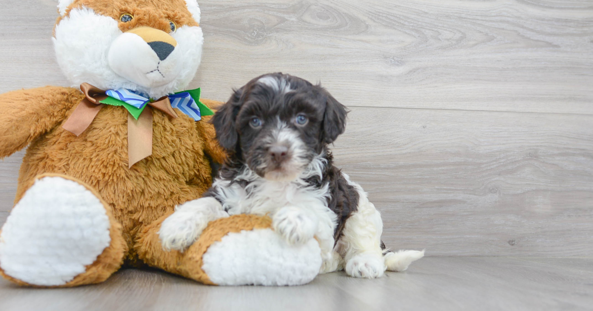 Small Mini Portidoodle Rango: 6lb 9oz Doodle Puppy