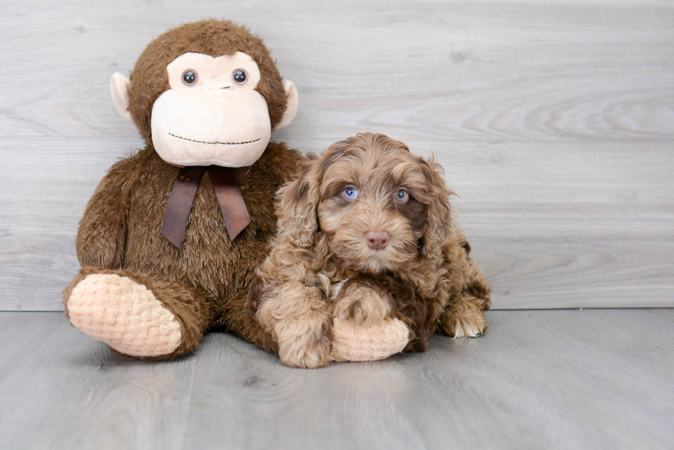 Energetic Mini Portidoodle Rango: 6lb 11oz Doodle Puppy