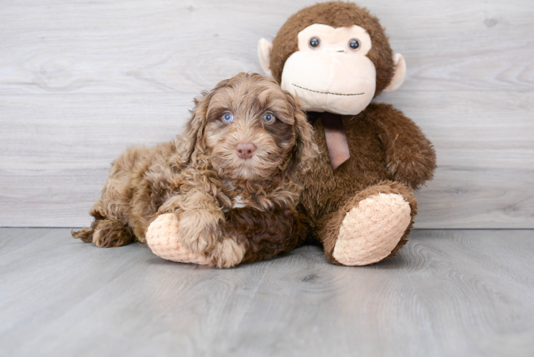 Energetic Mini Portidoodle Rango: 6lb 11oz Doodle Puppy