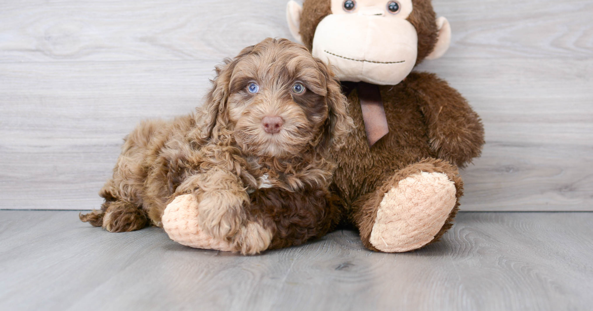 Energetic Mini Portidoodle Rango: 6lb 11oz Doodle Puppy