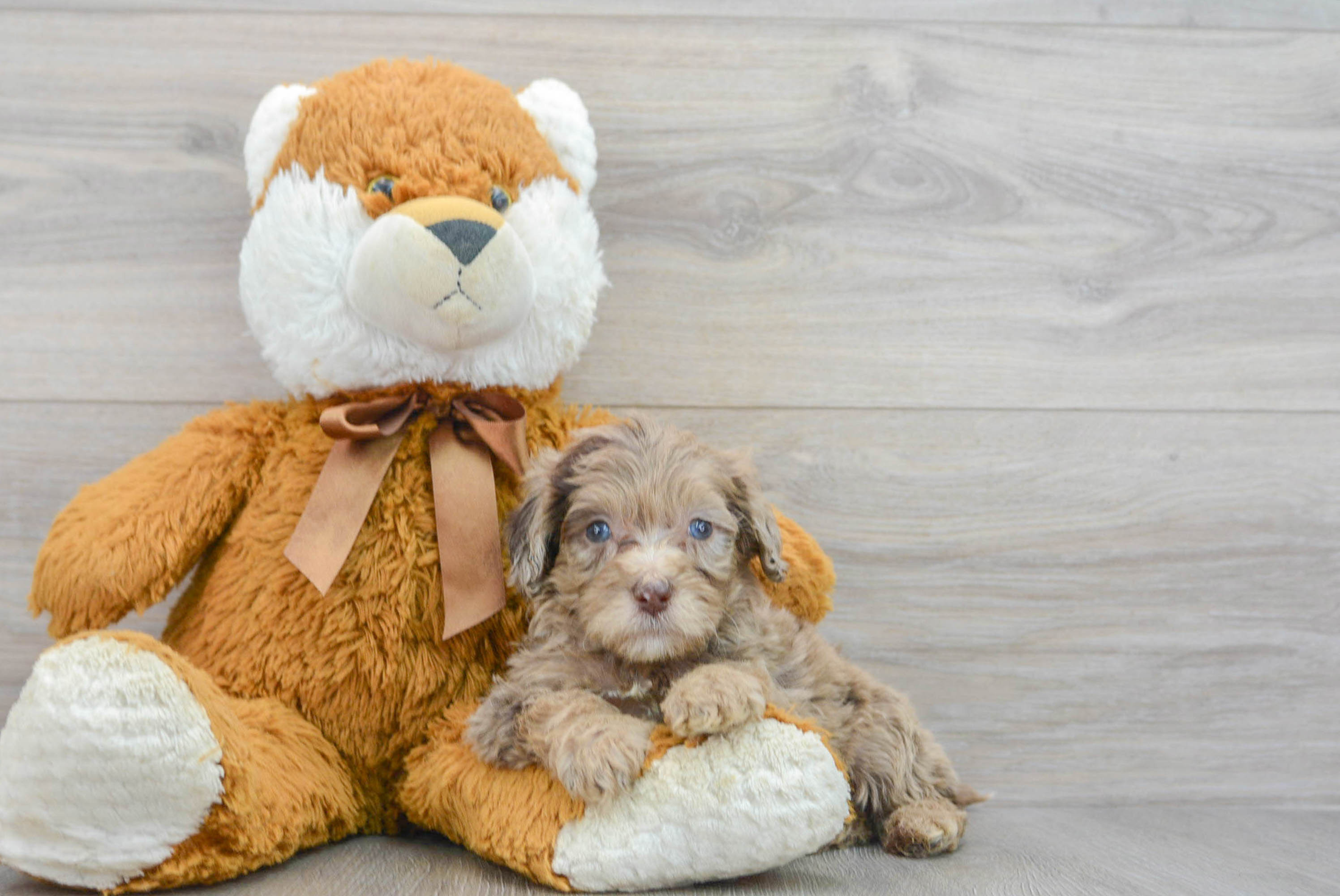 Photo Gallery: Beautiful Mini Portidoodle Pictures - Premier Pups