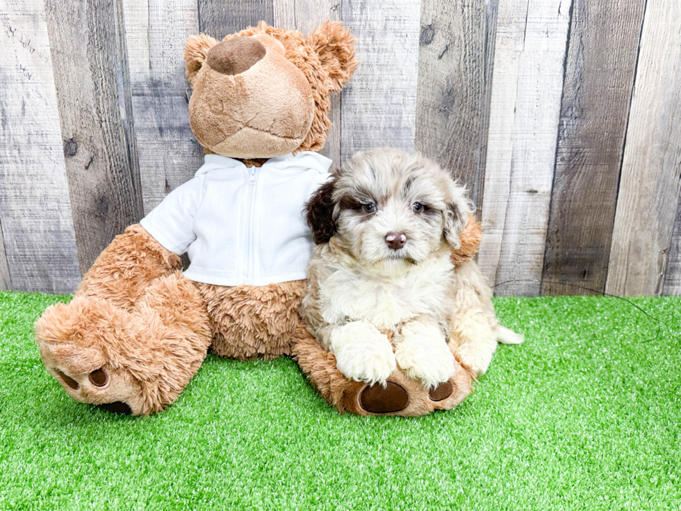 Smart Mini Portidoodle Rogie: 5lb 6oz Doodle Puppy