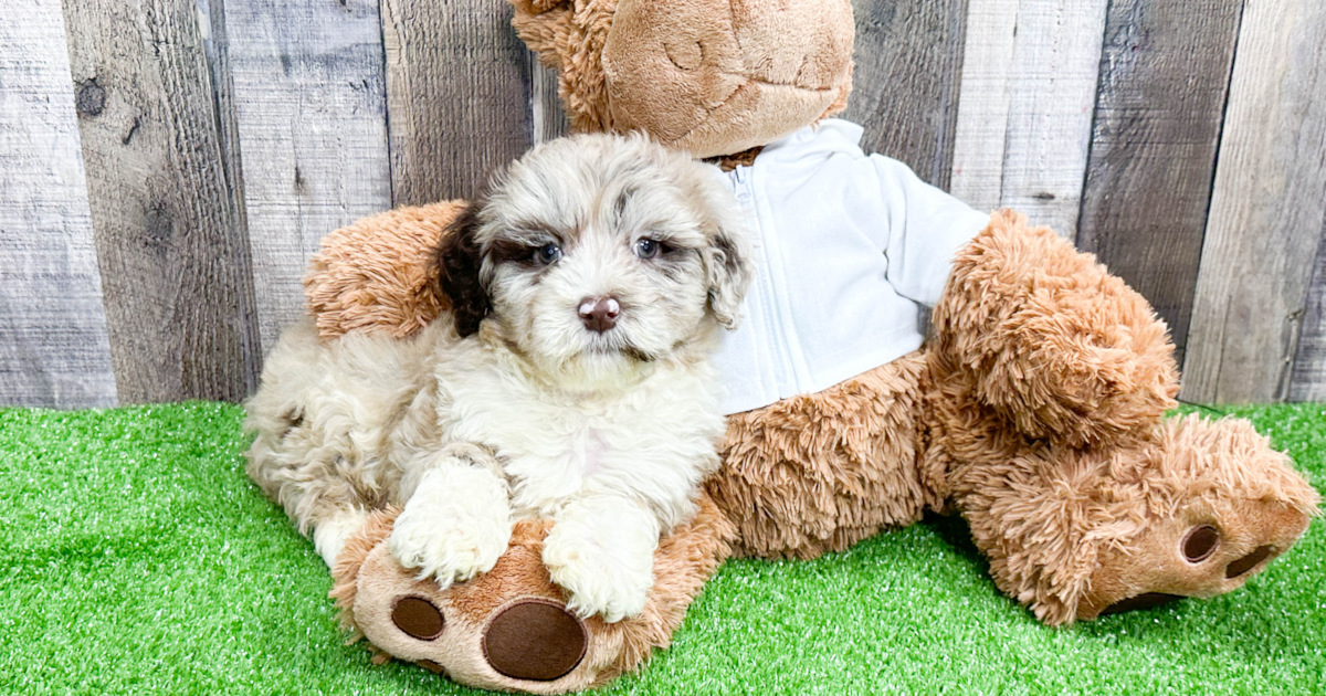 Smart Mini Portidoodle Rogie: 5lb 6oz Doodle Puppy