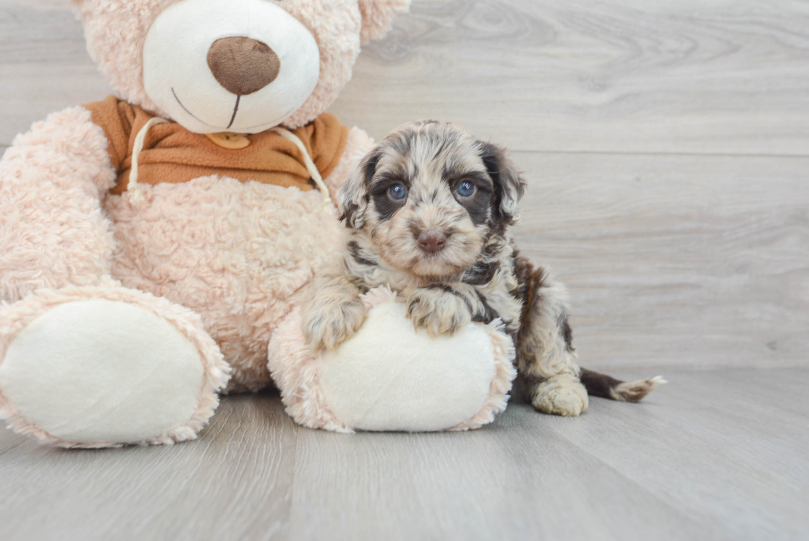 Photo Gallery: Beautiful Mini Portidoodle Pictures - Premier Pups
