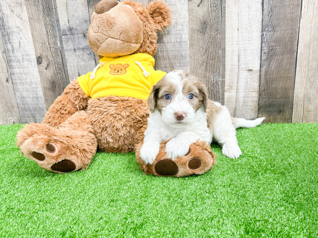 Photo Gallery: Beautiful Mini Portidoodle Pictures - Premier Pups
