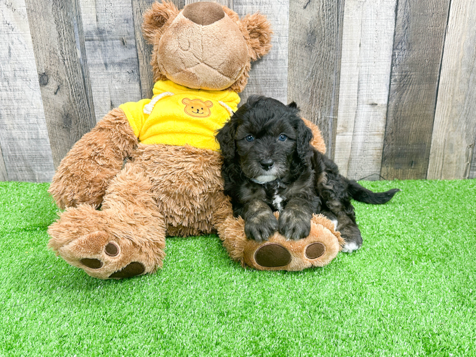 Friendly Mini Portidoodle Rosario: 8lb 12oz Doodle Puppy