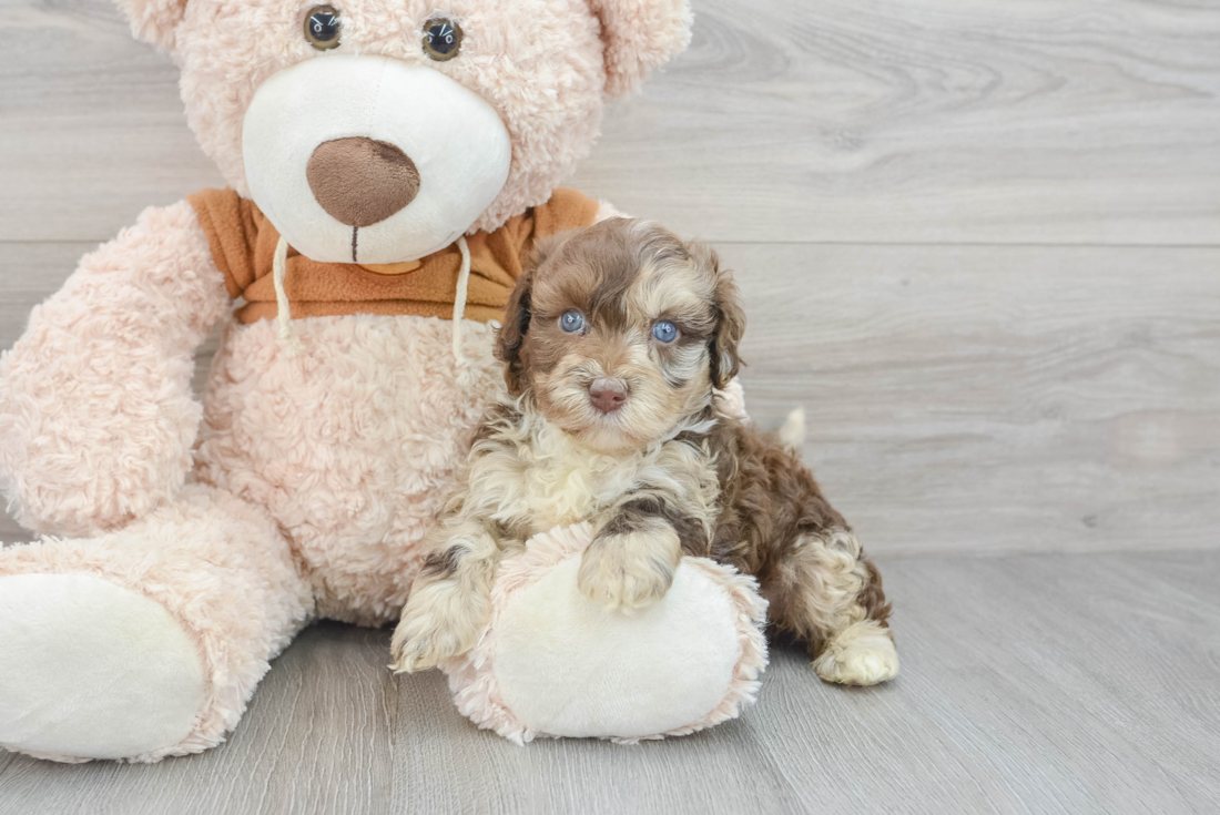 Photo Gallery: Beautiful Mini Portidoodle Pictures - Premier Pups