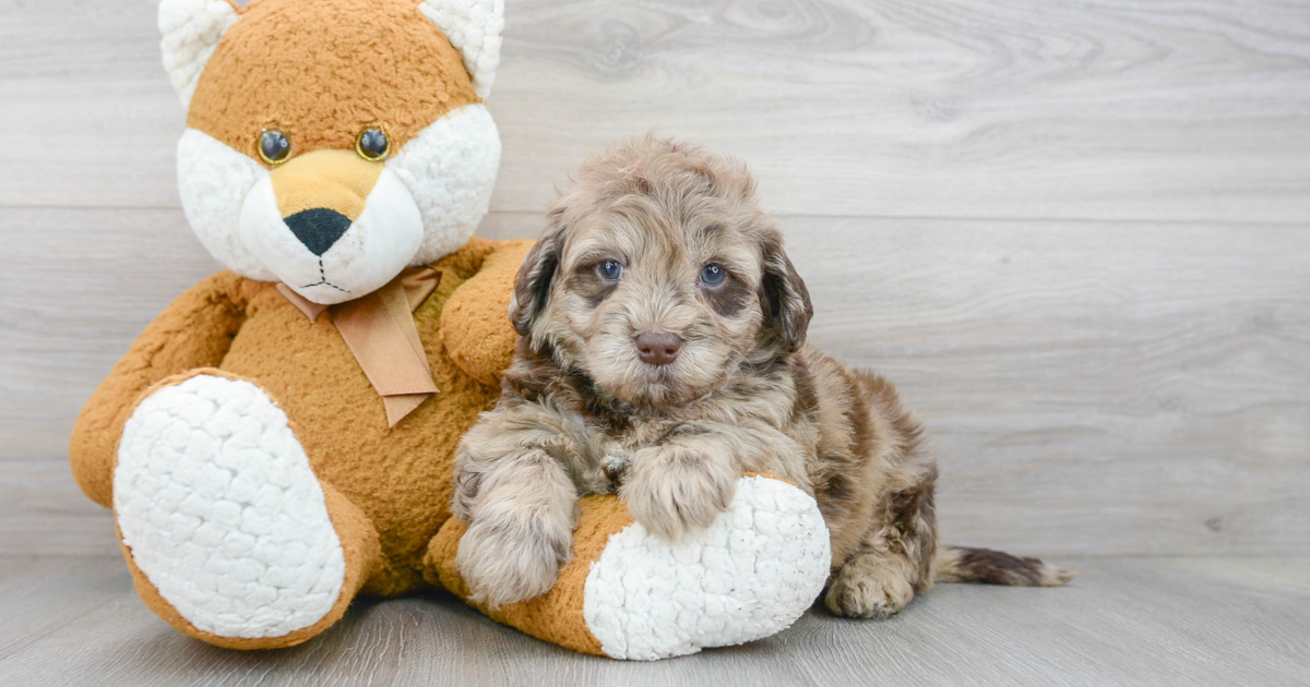 Playful Mini Portidoodle Sequoia: 5lb 8oz Doodle Puppy