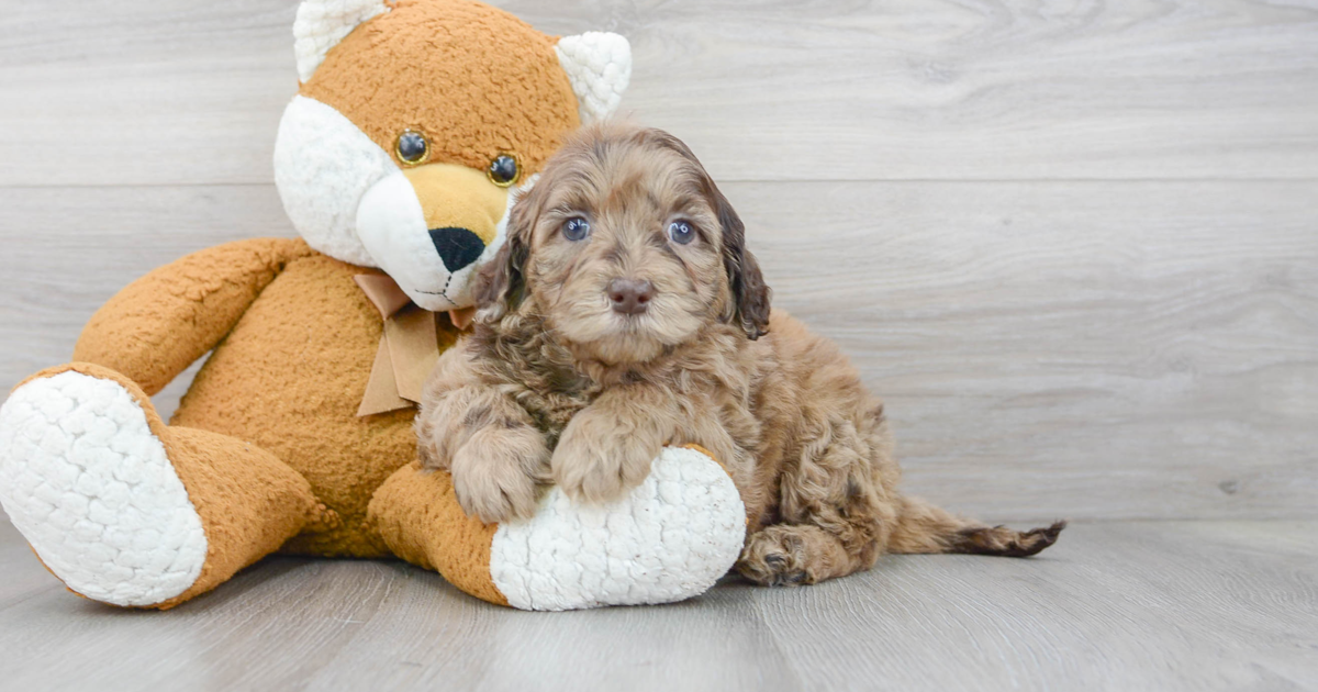 Cute Mini Portidoodle Story: 6lb 13oz Doodle Puppy