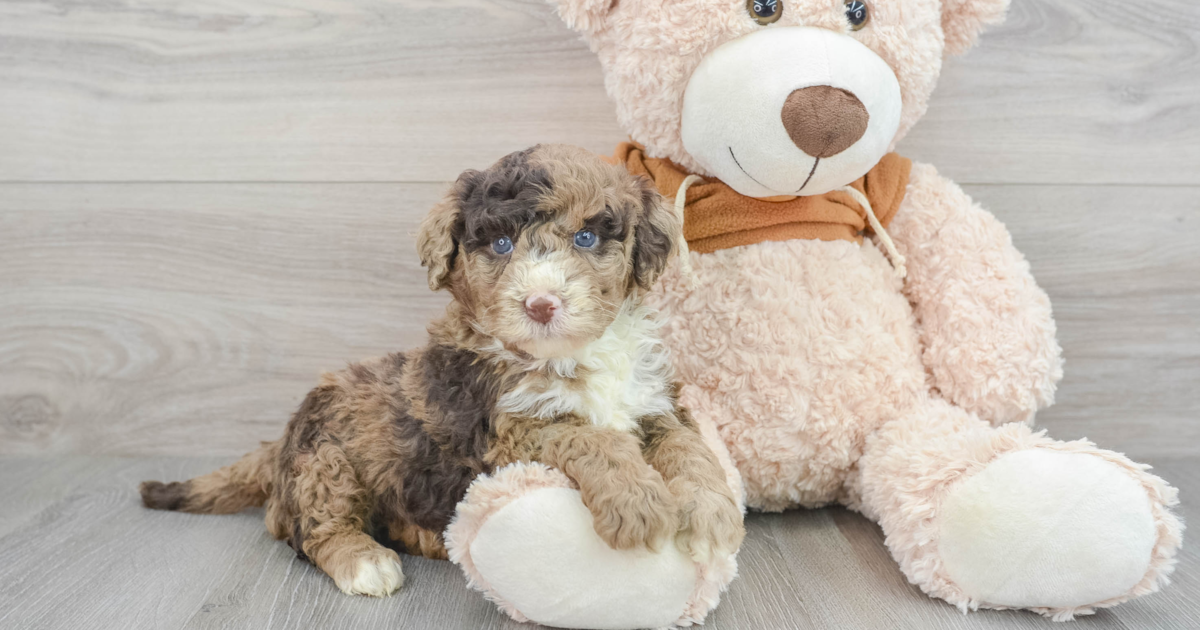 Mini Portidoodle Sundae: 4lb 2oz Doodle Puppy