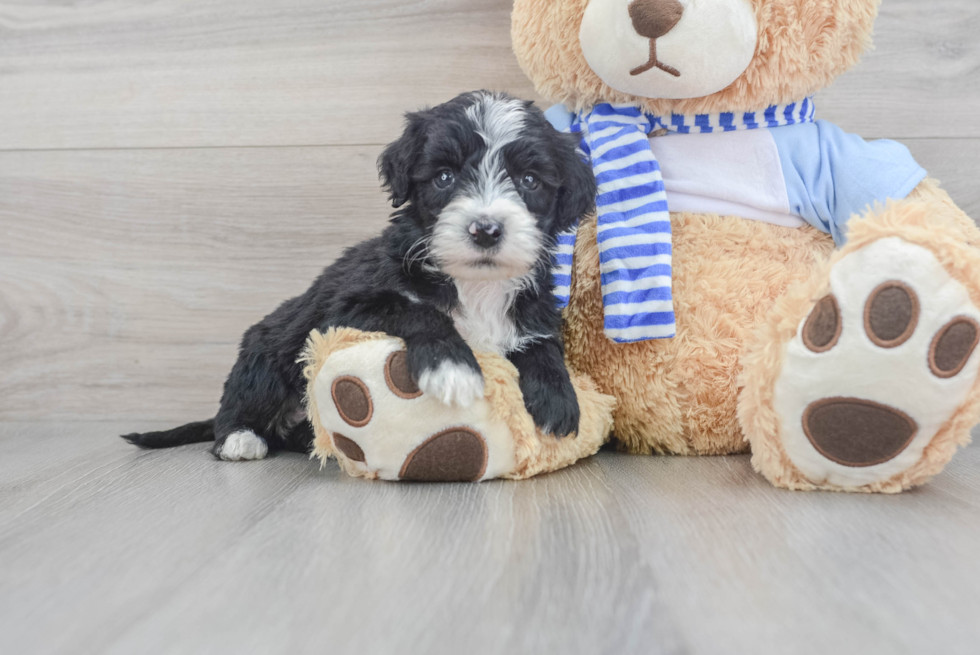 Fluffy Mini Sheepadoodle Kane: 7lb 4oz Doodle Puppy