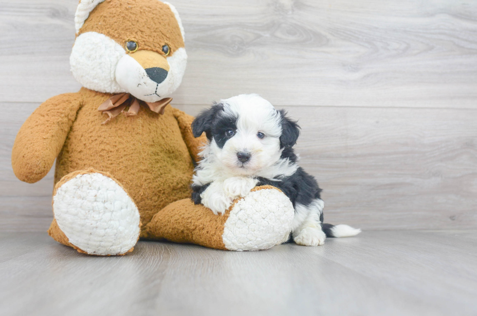 Mini Sheepadoodle for Sale | Premier Pups located in Ohio
