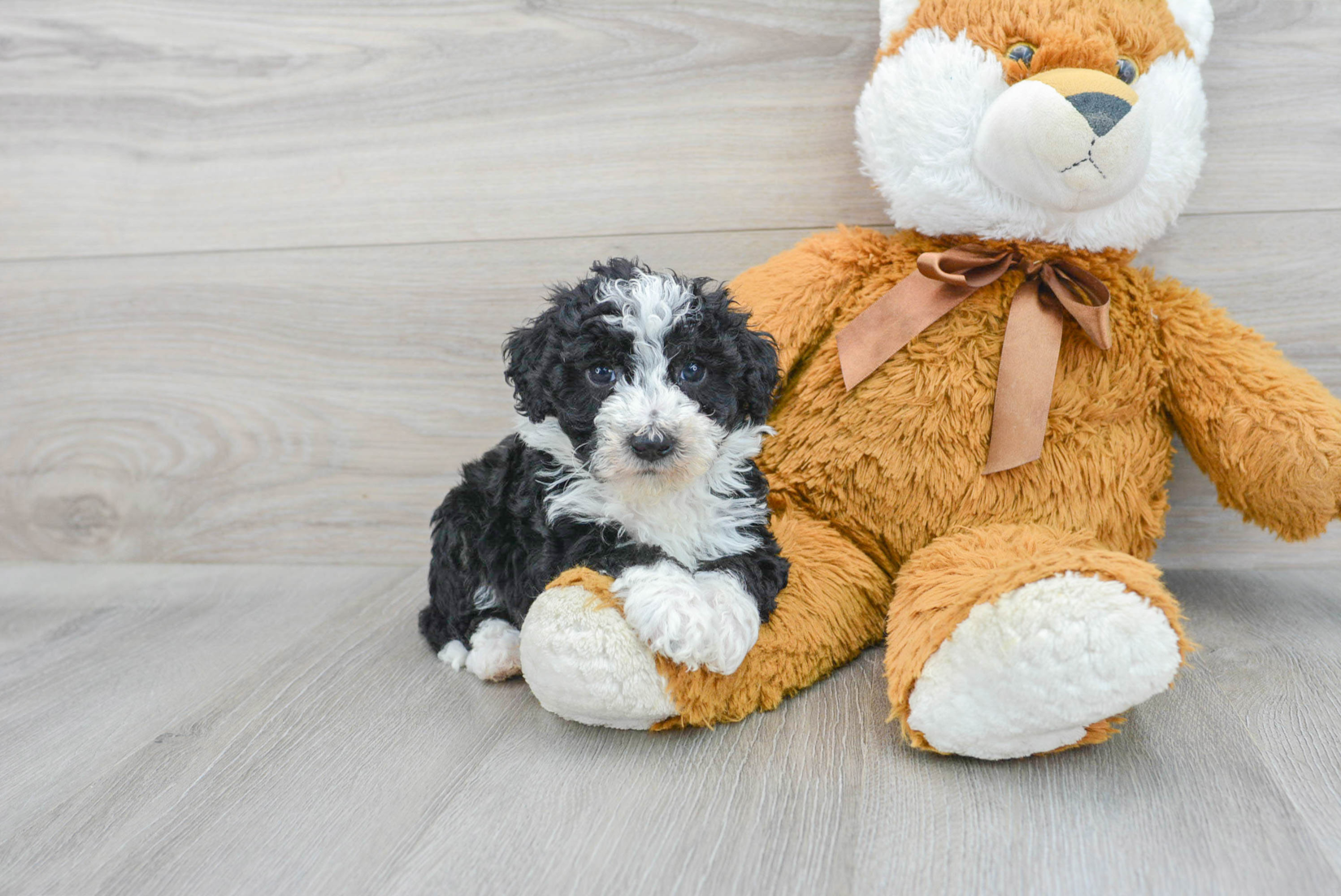 Photo Gallery: Beautiful Mini Sheepadoodle Pictures - Premier Pups