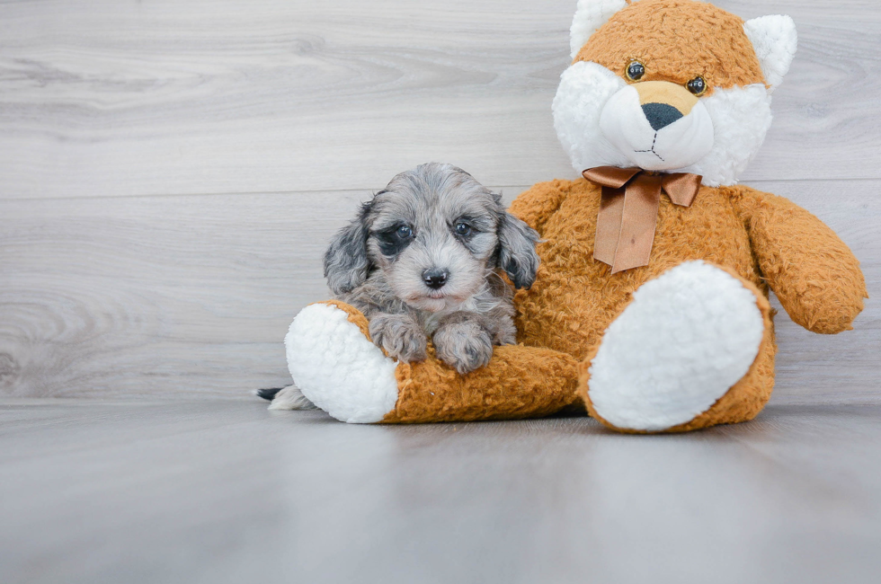 Mini Sheepadoodle for Sale | Premier Pups located in Ohio