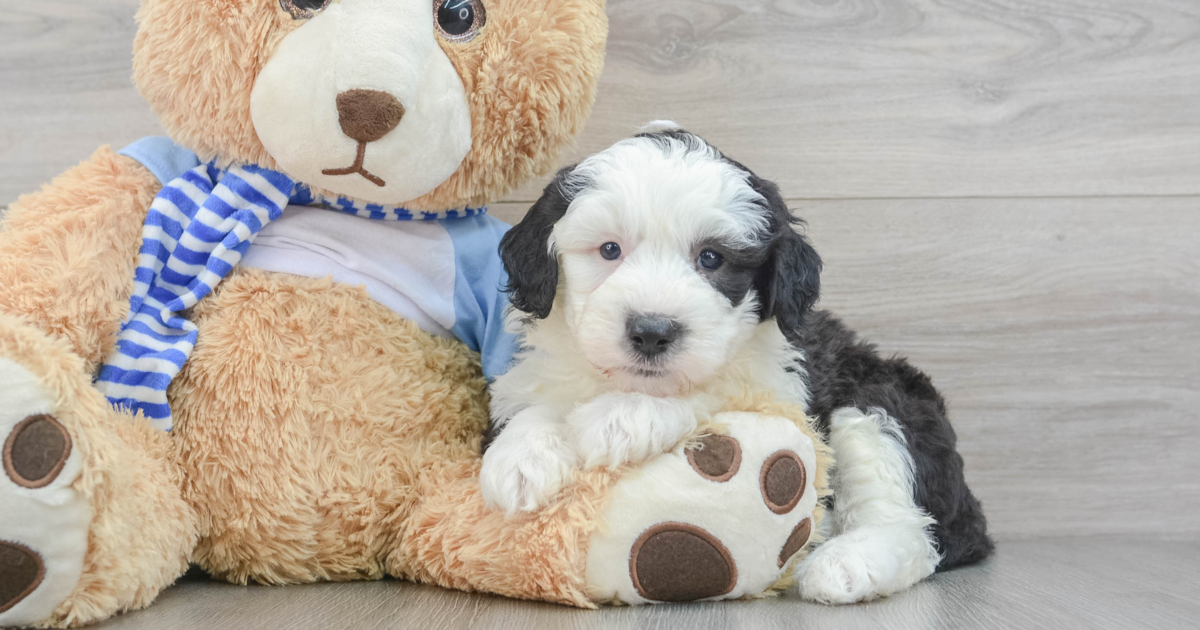 Fluffy Mini Sheepadoodle Monopoly: 10lb 15oz Doodle Puppy
