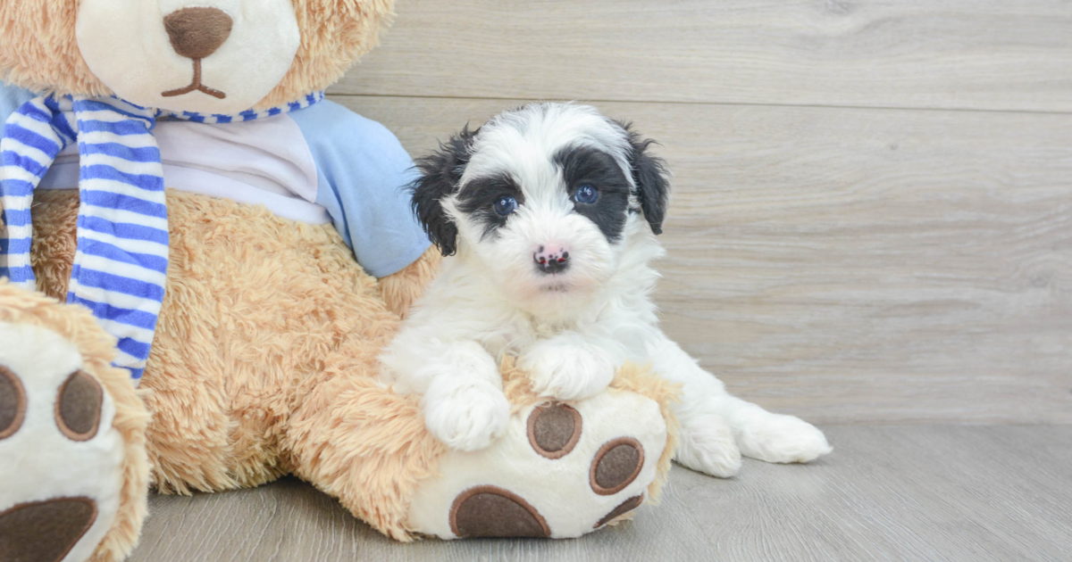Funny Mini Sheepadoodle Mykonos: 6lb 5oz Doodle Puppy
