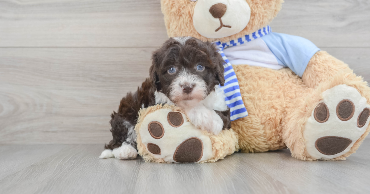 Funny Mini Sheepadoodle Regan: 5lb 13oz Doodle Puppy