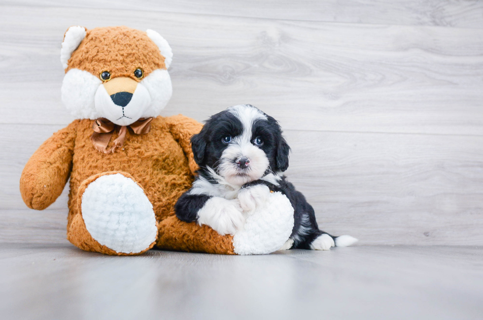 Mini Sheepadoodle for Sale | Premier Pups located in Ohio