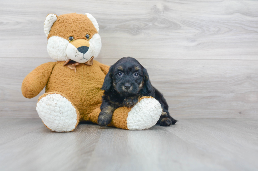 Mini Sheepadoodle for Sale | Premier Pups located in Ohio