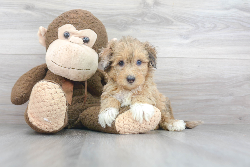 Cute Mini Sheltidoodle Paris: 3lb 10oz Small Breed Puppy