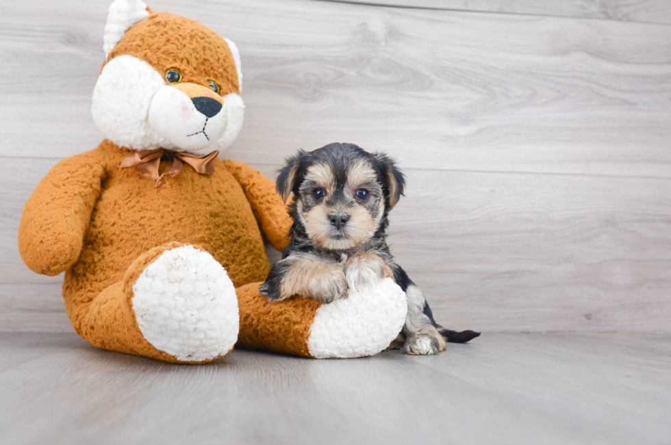 Morkie Puppies for Sale | Premier Pups located in Ohio