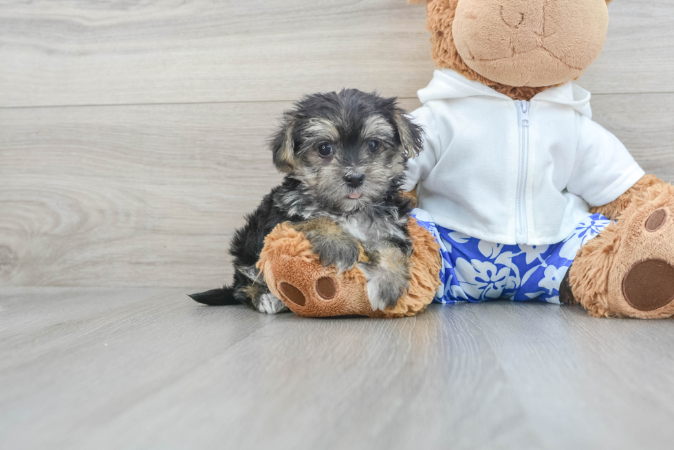 Hypoallergenic Morkie Elmo: 2lb 7oz Designer Puppy