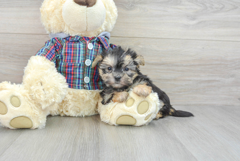 Cute Morkie Jackie-O: 2lb 1oz Designer Puppy