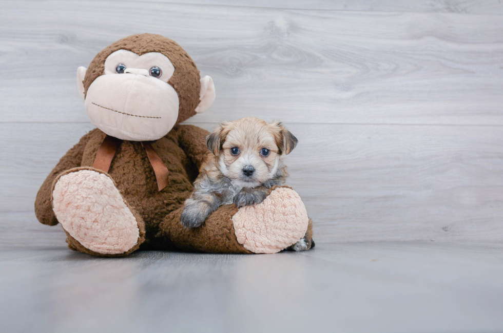 Morkie Puppies for Sale | Premier Pups located in Ohio