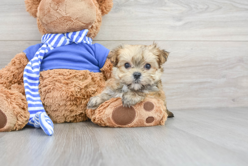 Playful Morkie Sahara: 2lb 4oz Designer Puppy
