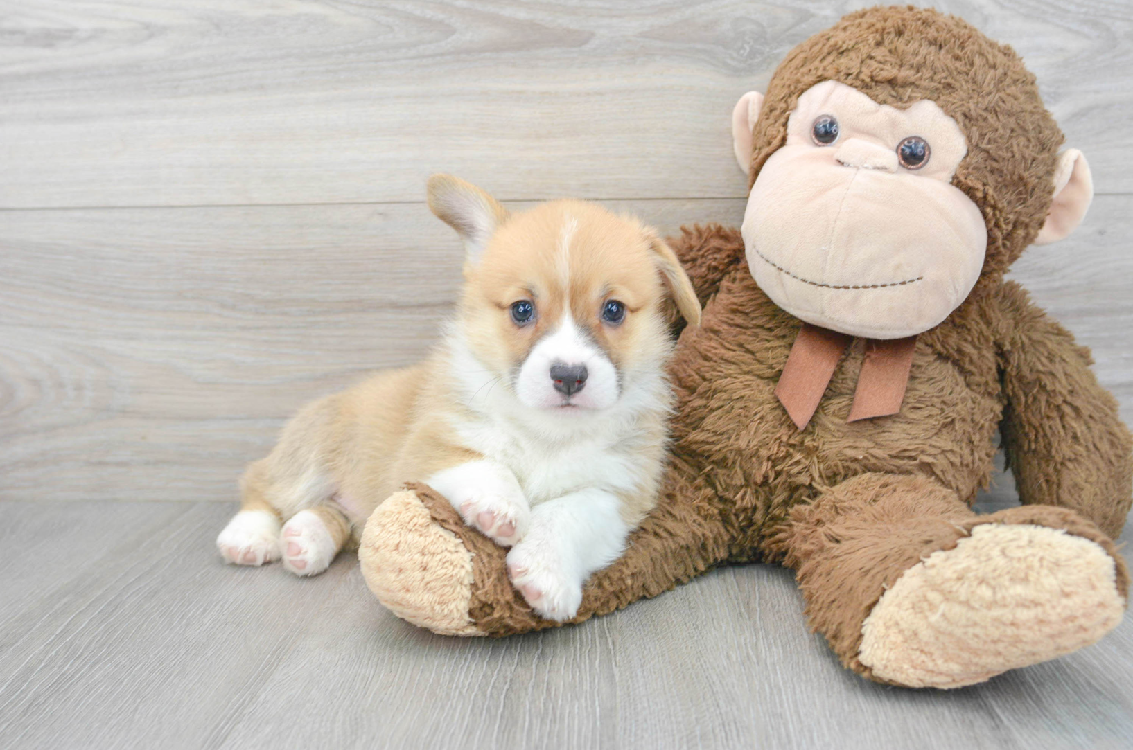 Pembroke Welsh Corgi Puppies for Sale | Premier Pups