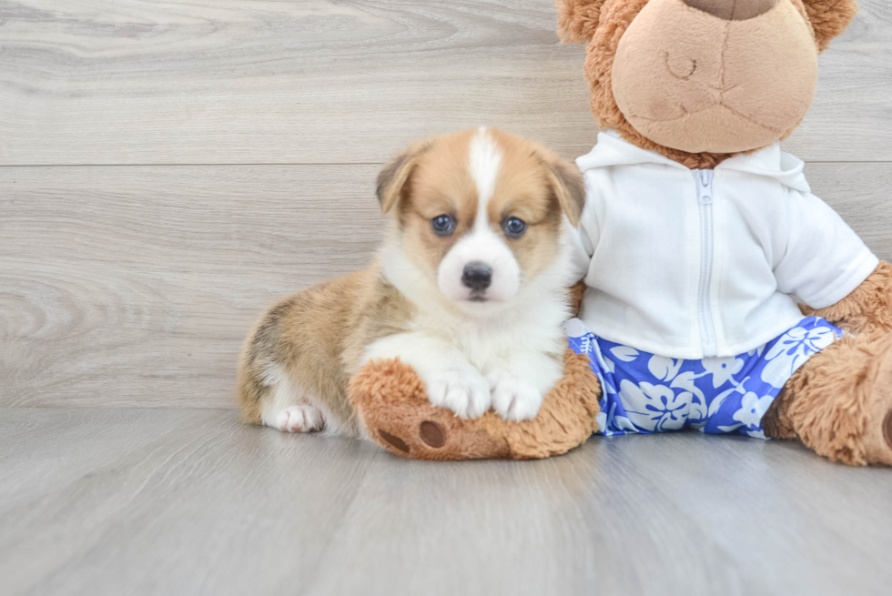 Petite Pembroke Welsh Corgi Mikaela: 8lb 3oz Purebred Puppy