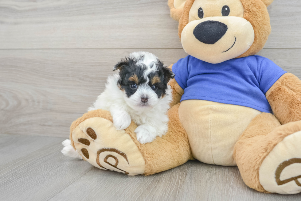 Fluffy Pomapoo Augusta: 1lb 14oz Doodle Puppy