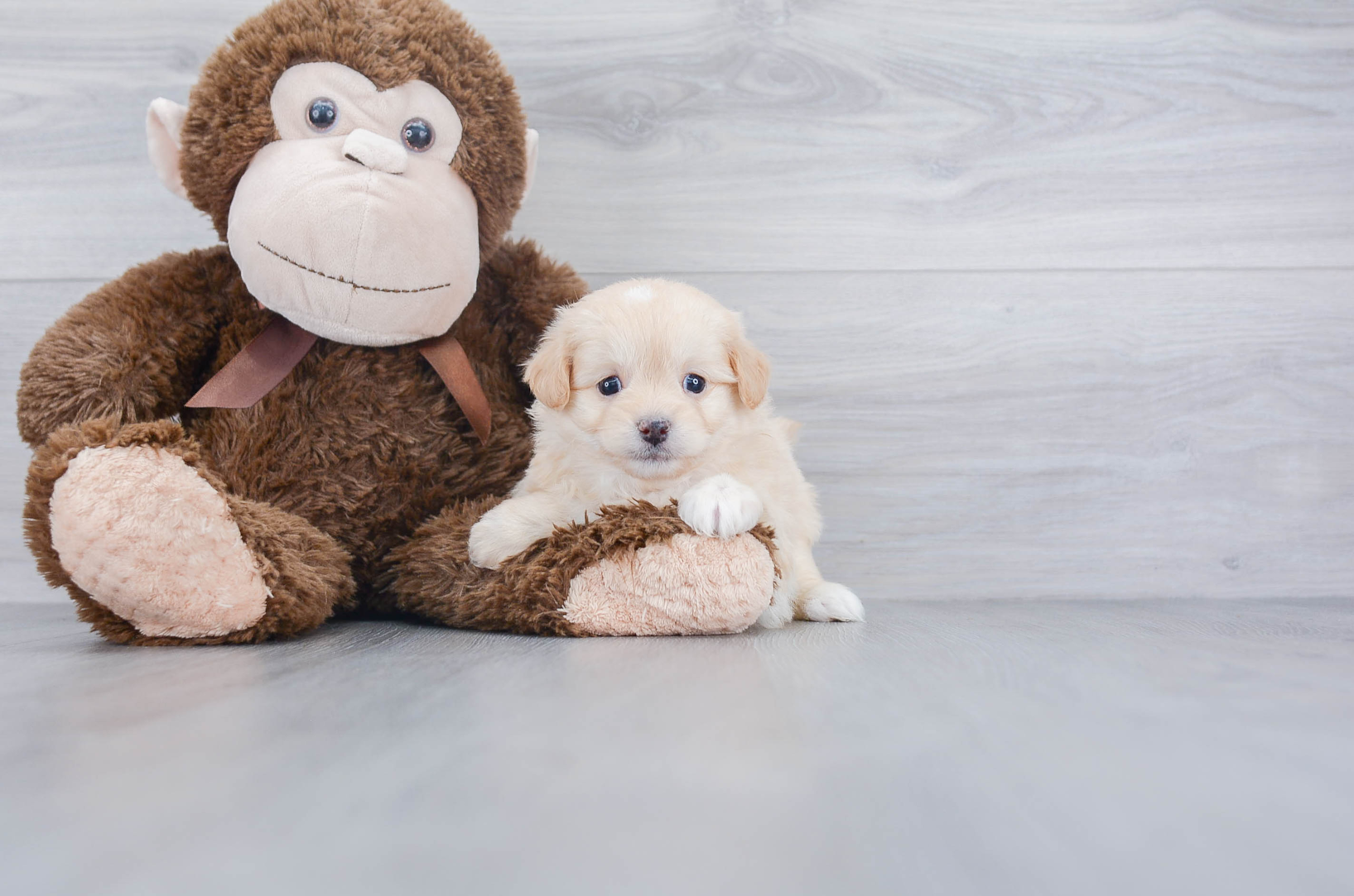 Exclusive Pomapoo Puppies For Sale | Premier Pups