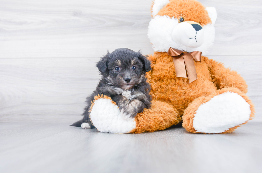 Exclusive Pomapoo Puppies For Sale | Premier Pups