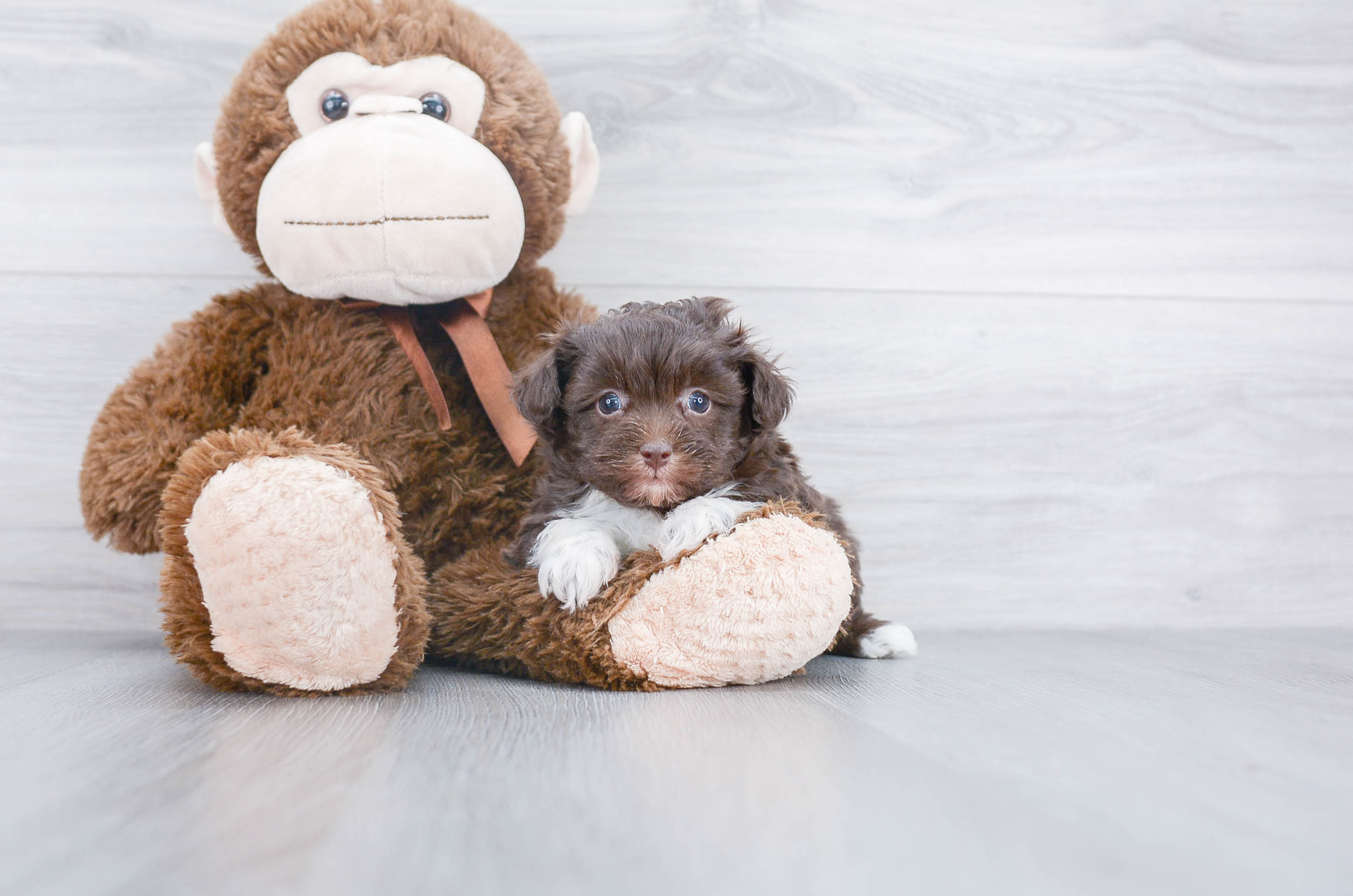 Exclusive Pomapoo Puppies For Sale | Premier Pups