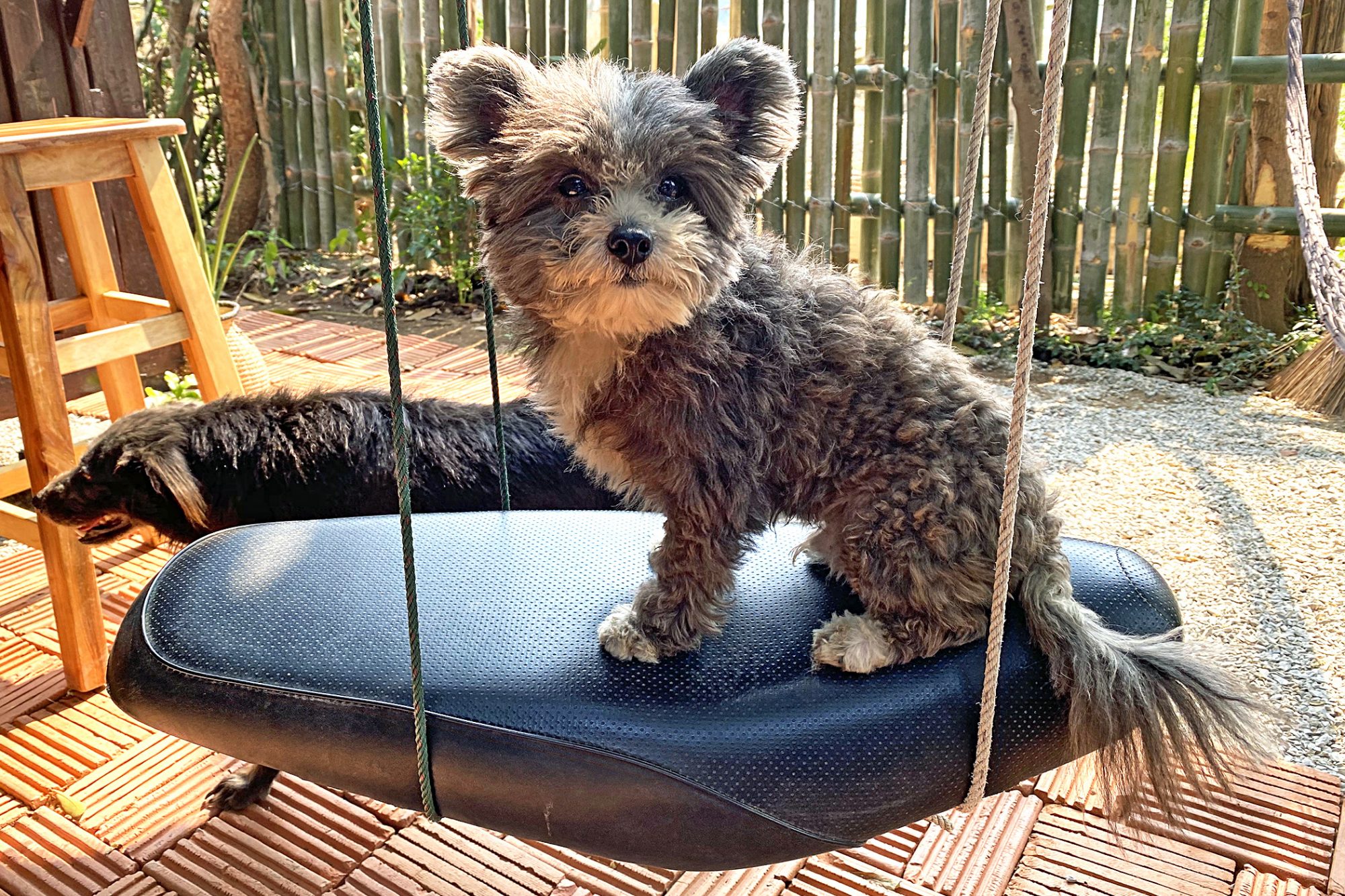 Pomapoo Pictures, History, Size +More | Premier Pups