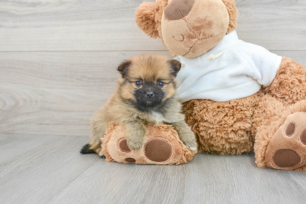 Energetic Pomeranian Calico: 2lb 2oz Purebred Puppy