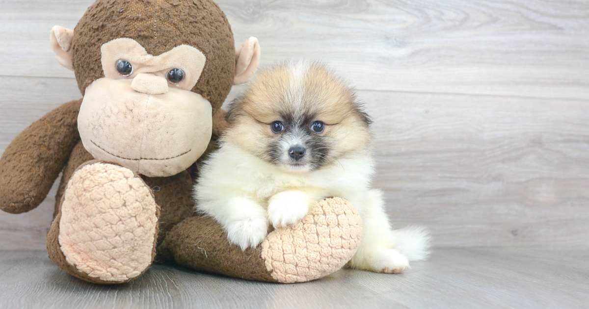 Fluffy Pomeranian China: 2lb 9oz Purebred Puppy