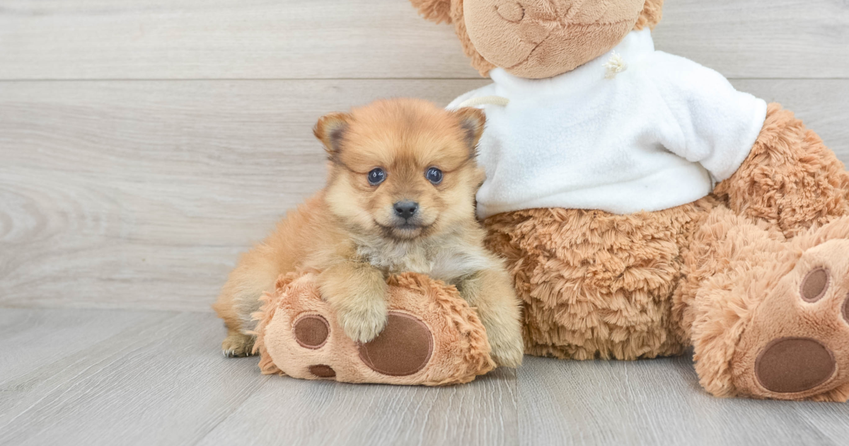Adorable Pomeranian Colin: 2lb 14oz Purebred Puppy