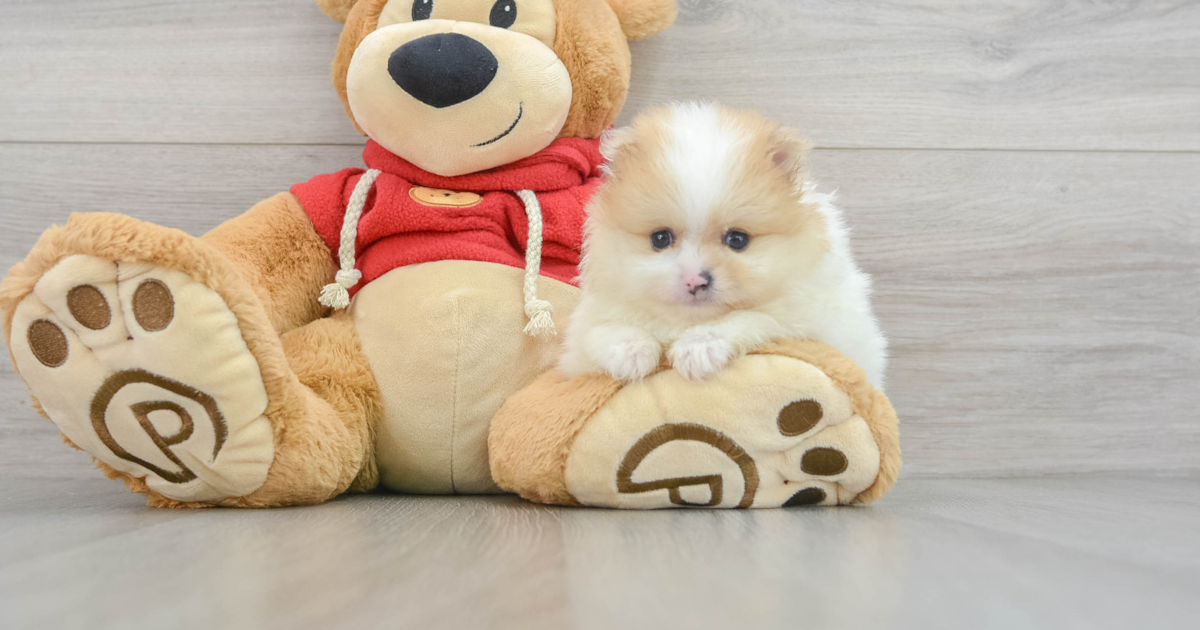 Pomeranian Hawaii: 1lb 4oz Purebred Puppy
