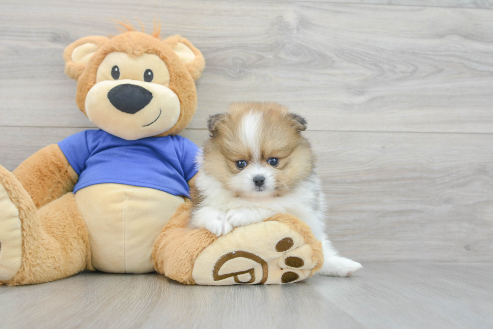 Little Pomeranian Trinity: 3lb 11oz Purebred Puppy