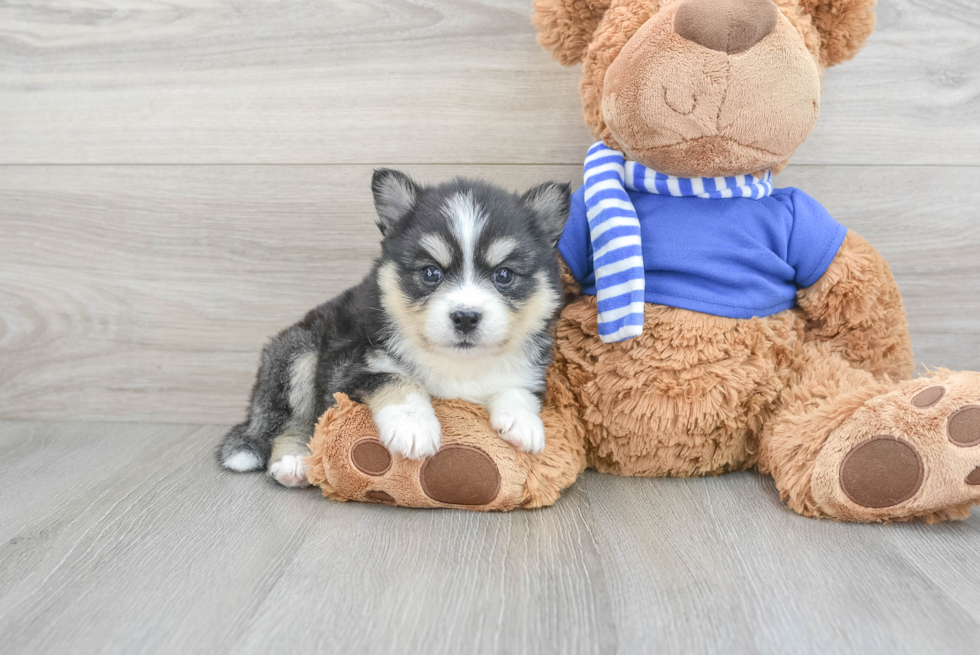 Pomsky Alyssa: 2lb 8oz Designer Puppy