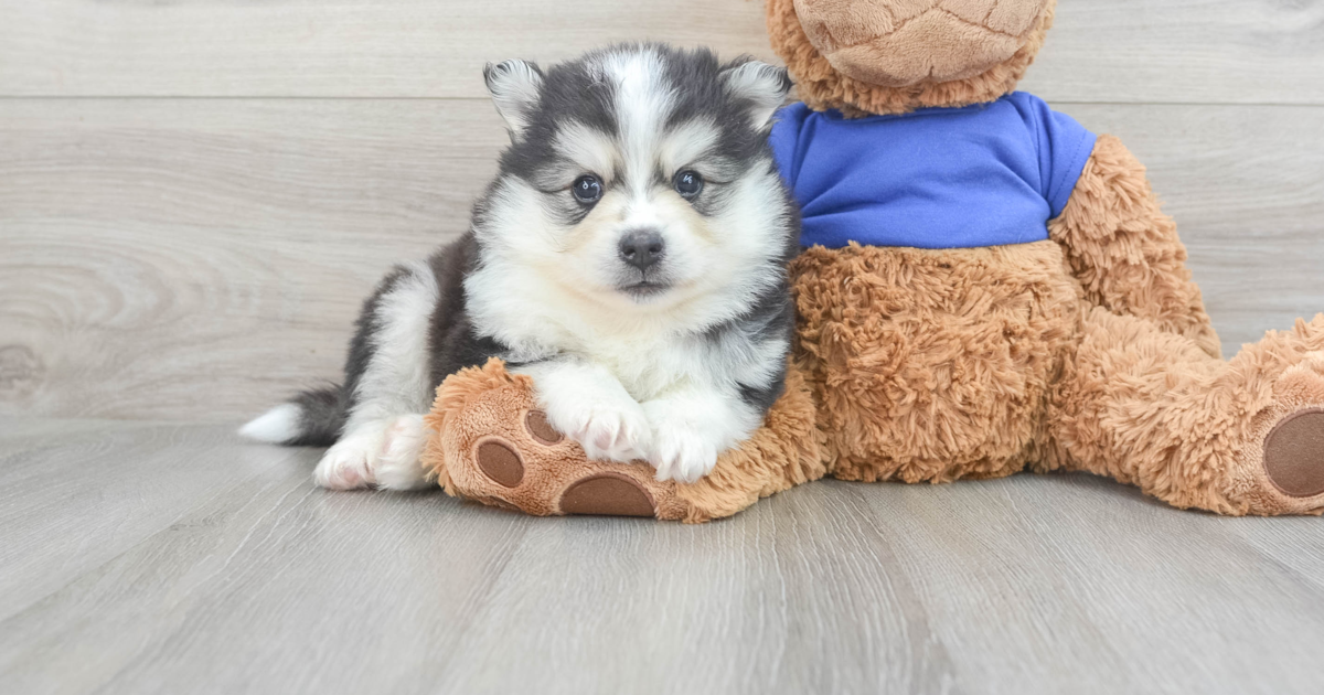 Energetic Pomsky Apollo: 4lb 12oz Designer Puppy