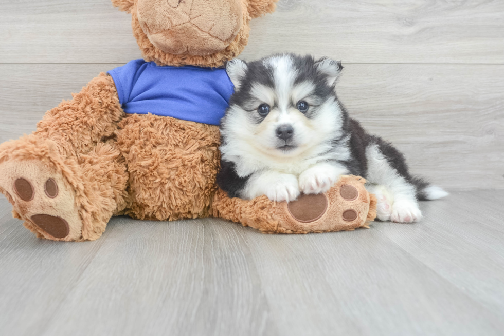 Energetic Pomsky Apollo: 4lb 12oz Designer Puppy