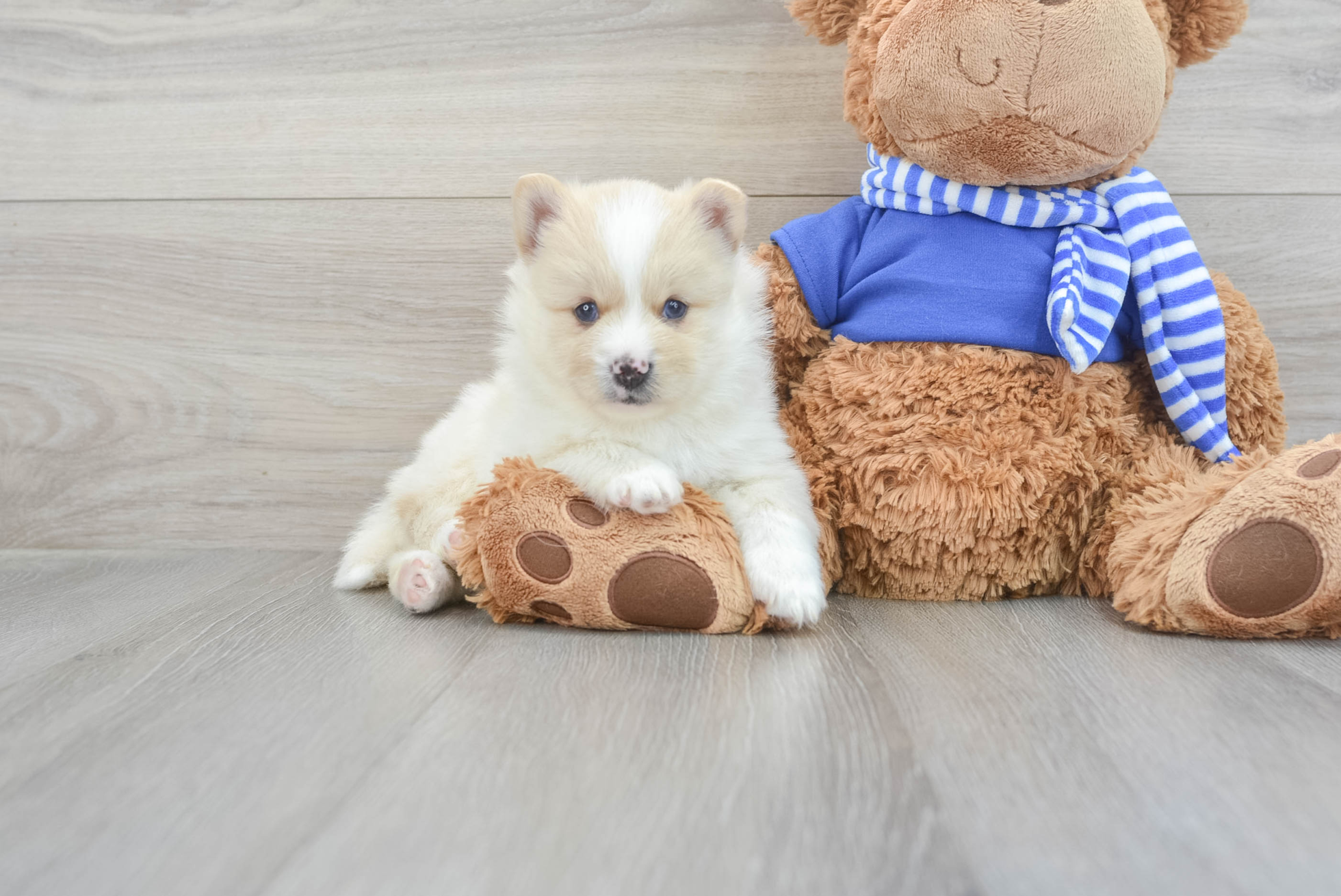 Funny Pomsky Gladiator: 4lb 3oz Designer Puppy