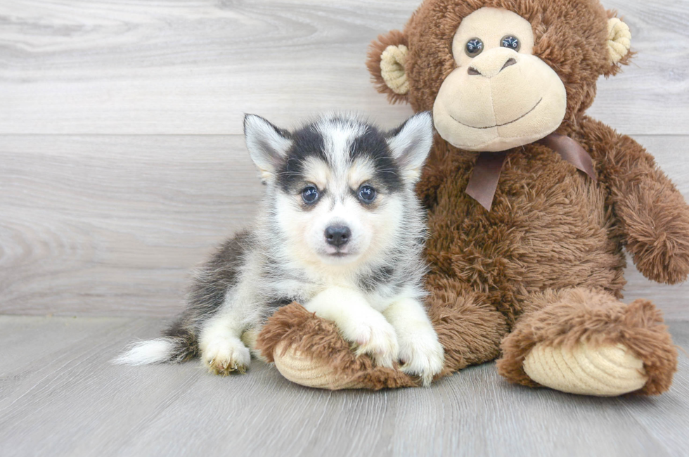 Pomsky Puppies for Sale | Premier Pups located in Ohio