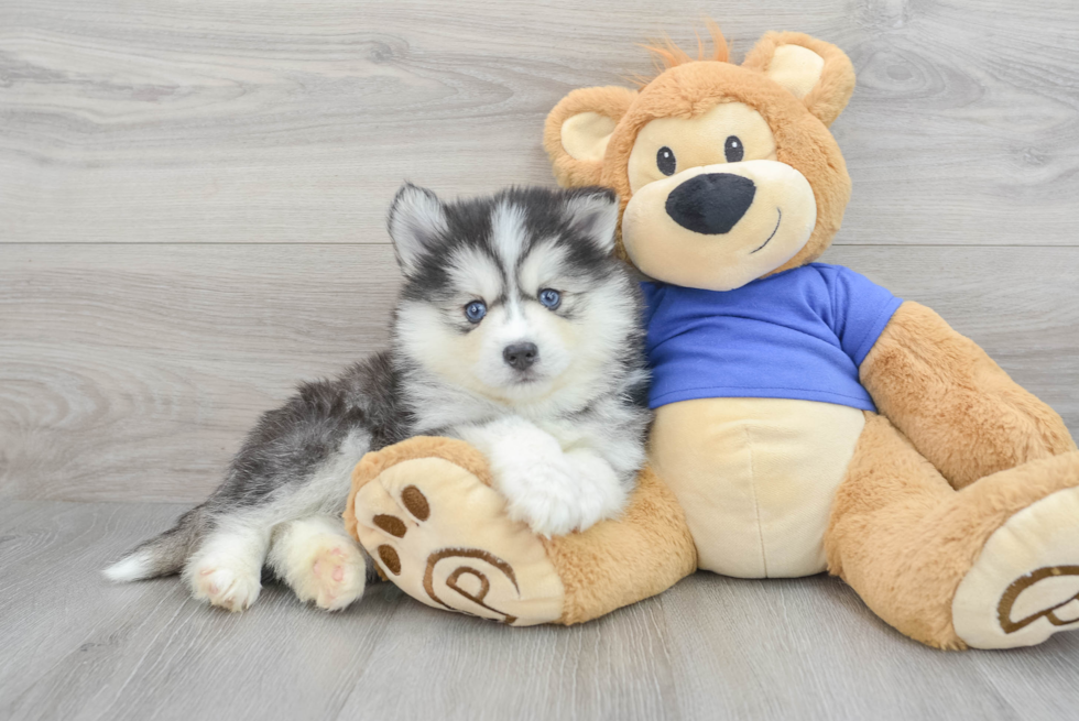 Friendly Pomsky Manny: 7lb 4oz Designer Puppy