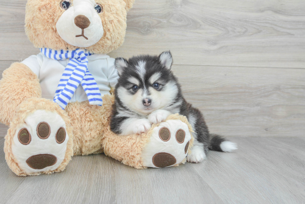 Popular Pomsky Morocco: 6lb 15oz Designer Puppy
