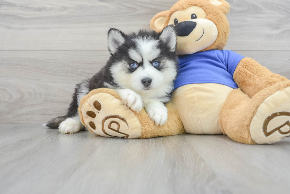 Happy Pomsky Mowgli: 8lb 3oz Designer Puppy